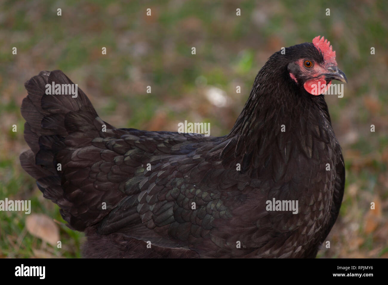 Black hen with glistening feathers Stock Photo - Alamy