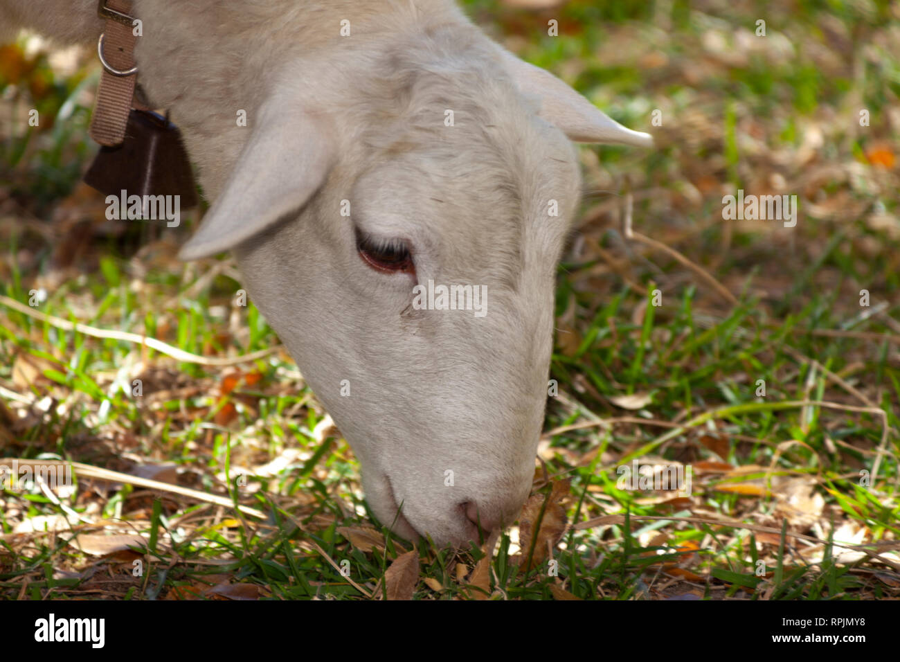 Sheep face hi-res stock photography and images - Alamy