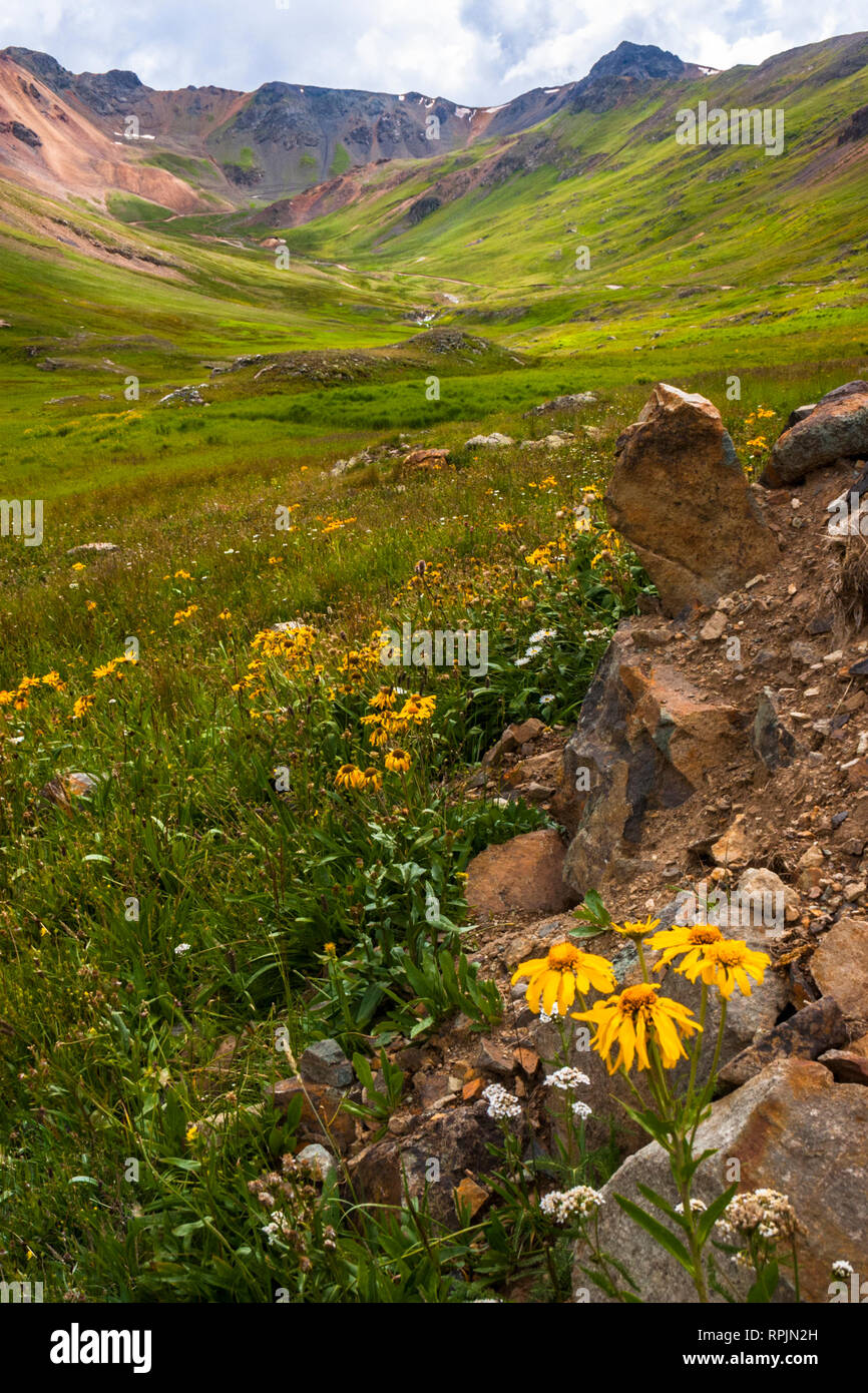 San juan mountains wildflowers hi-res stock photography and images - Alamy