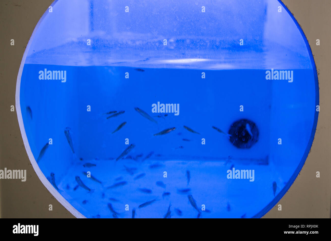 Garra rufa fish, used to eat dead skin cells in skin treatments, swim ...