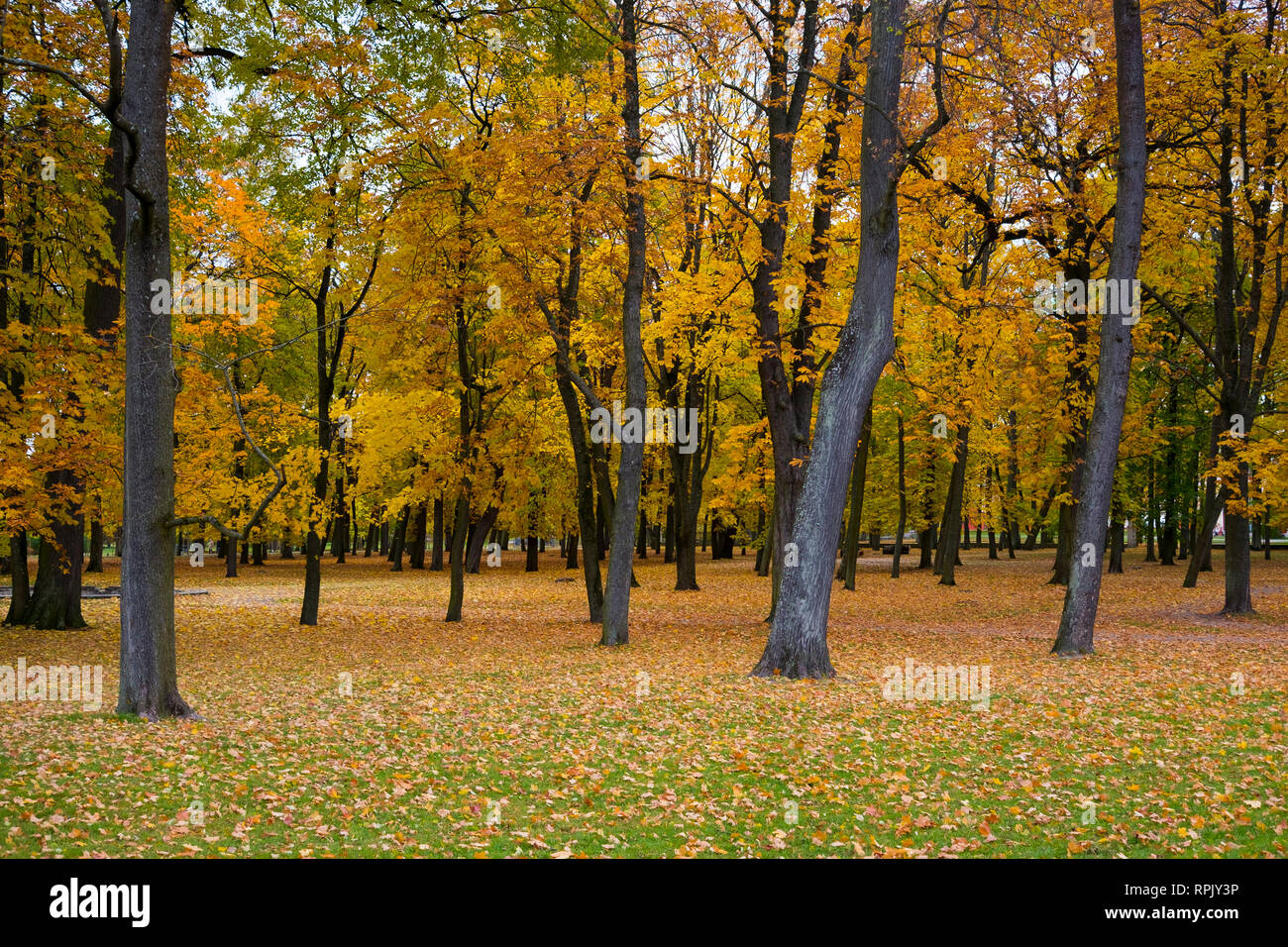 Bright, bursting fall color during the height of autumn in Tallin ...