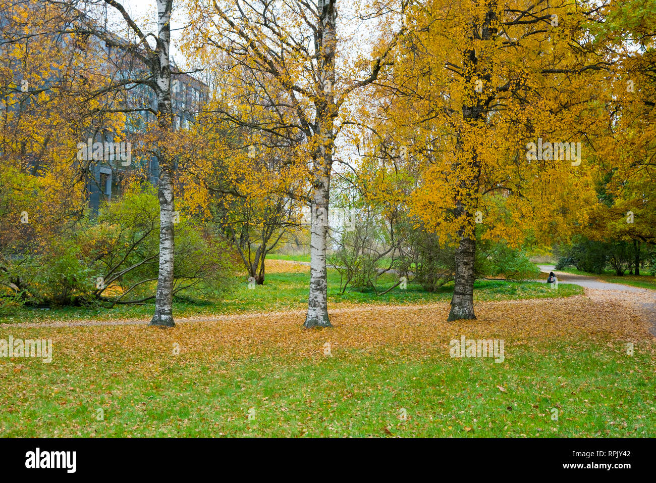 Bright, bursting fall color during the height of autumn in Tallin ...