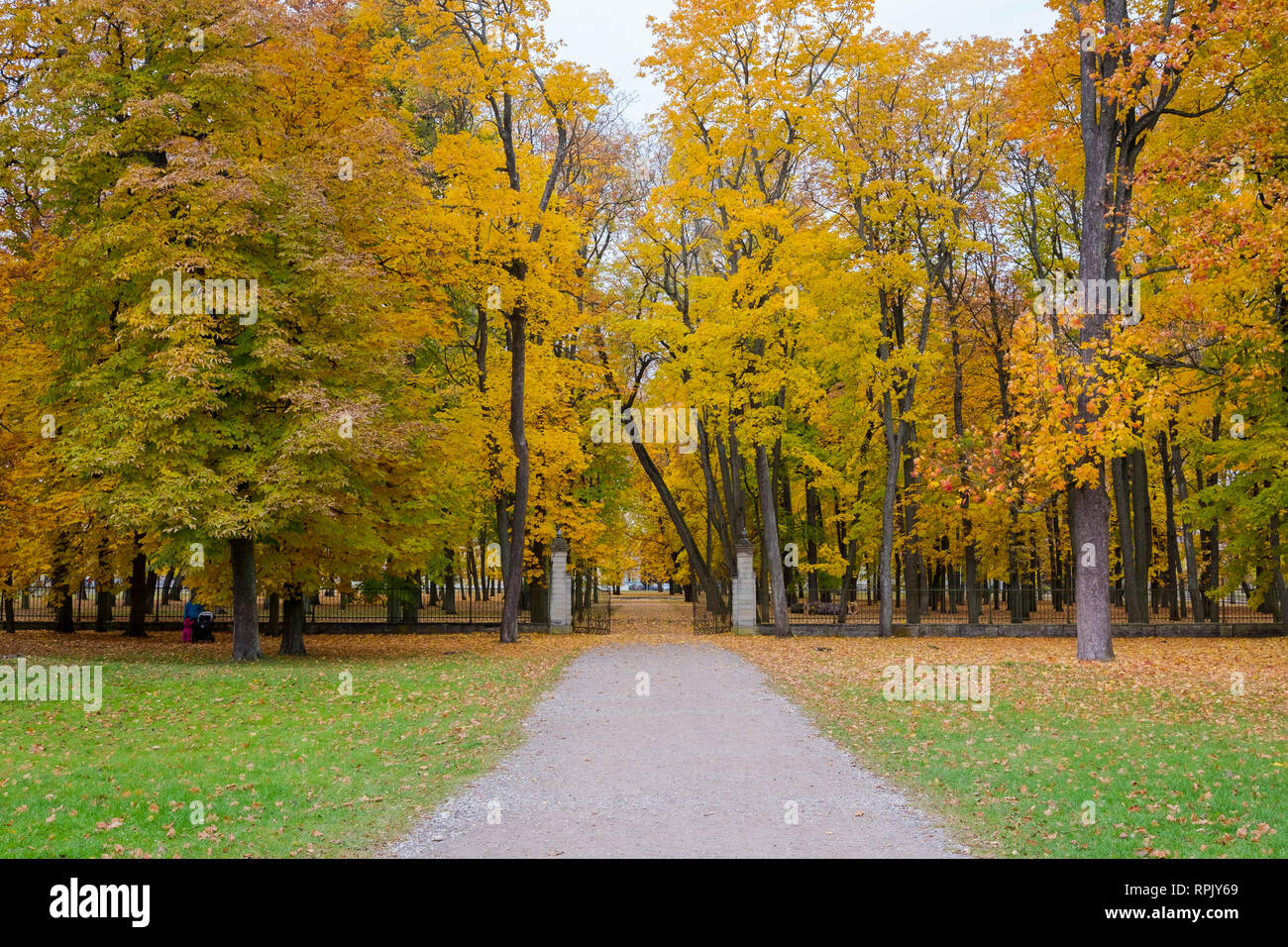 Bright, bursting fall color along a park gate during the height of ...