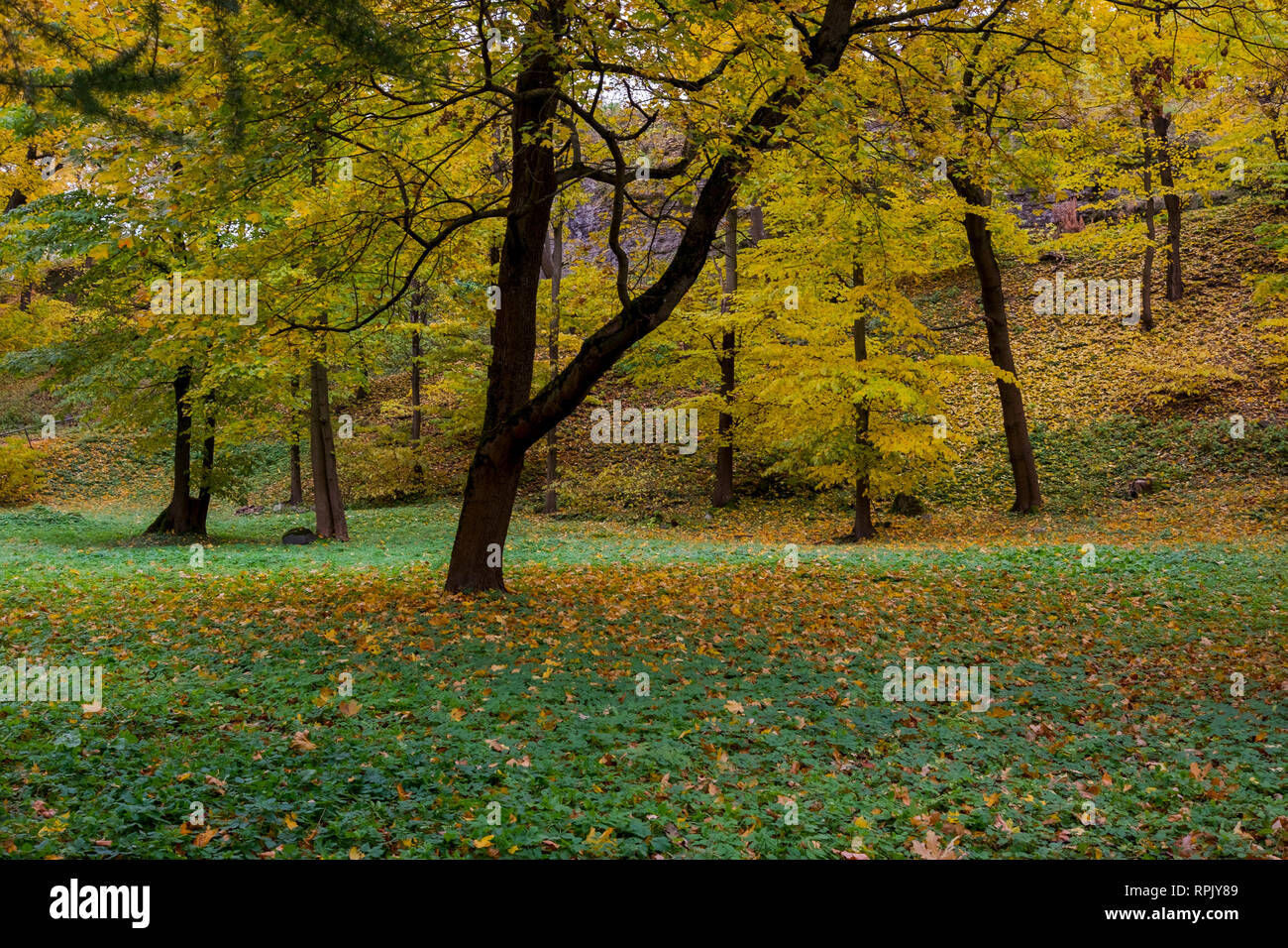 Bright, bursting fall color during the height of autumn in Tallin ...
