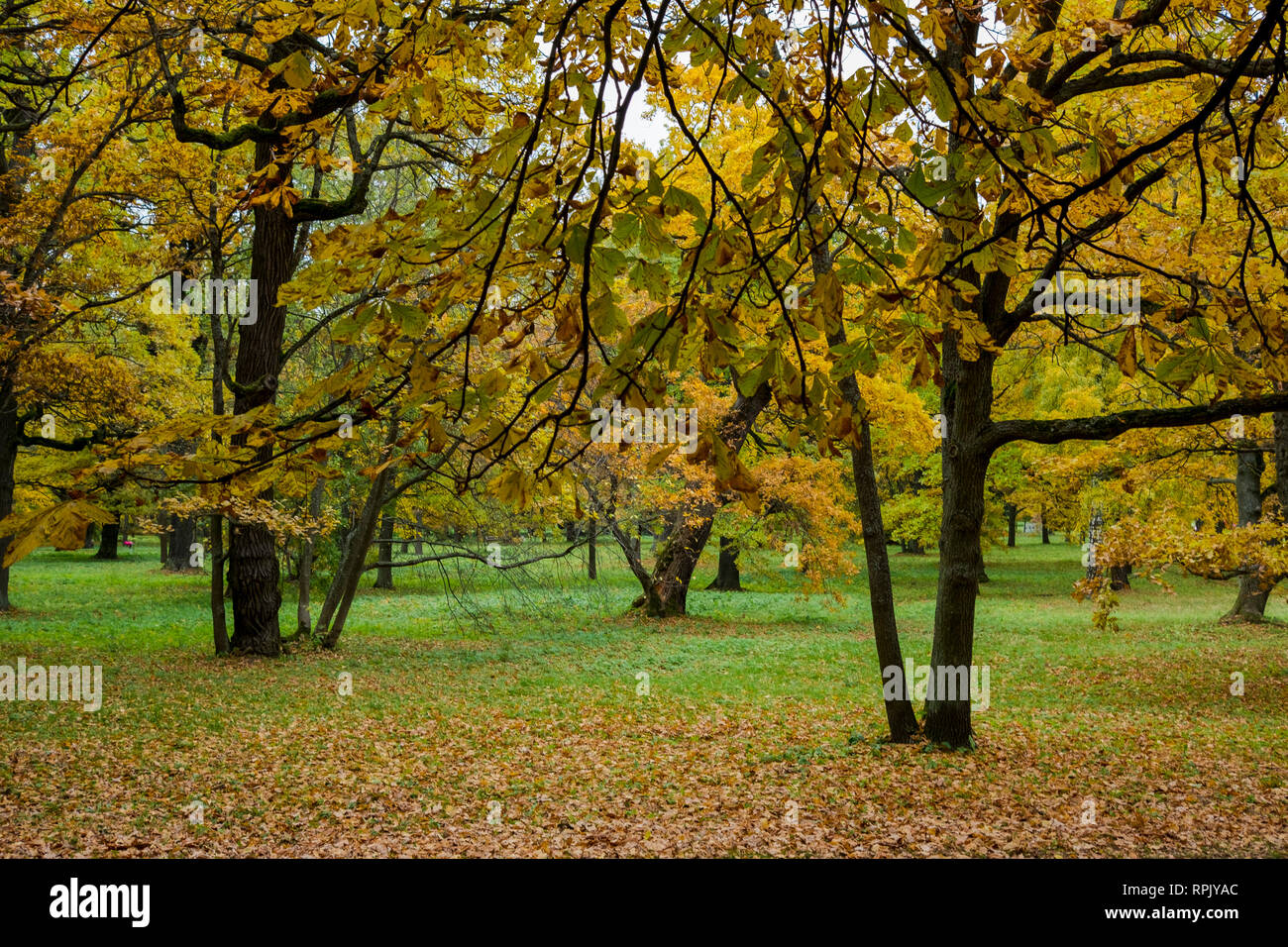 Bright, bursting fall color during the height of autumn in Tallin ...