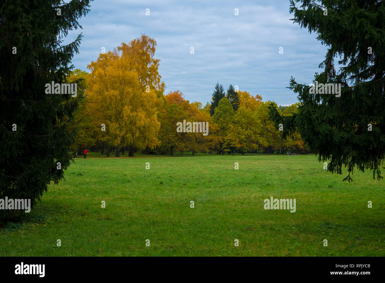 Bright, bursting fall color during the height of autumn in Tallin ...