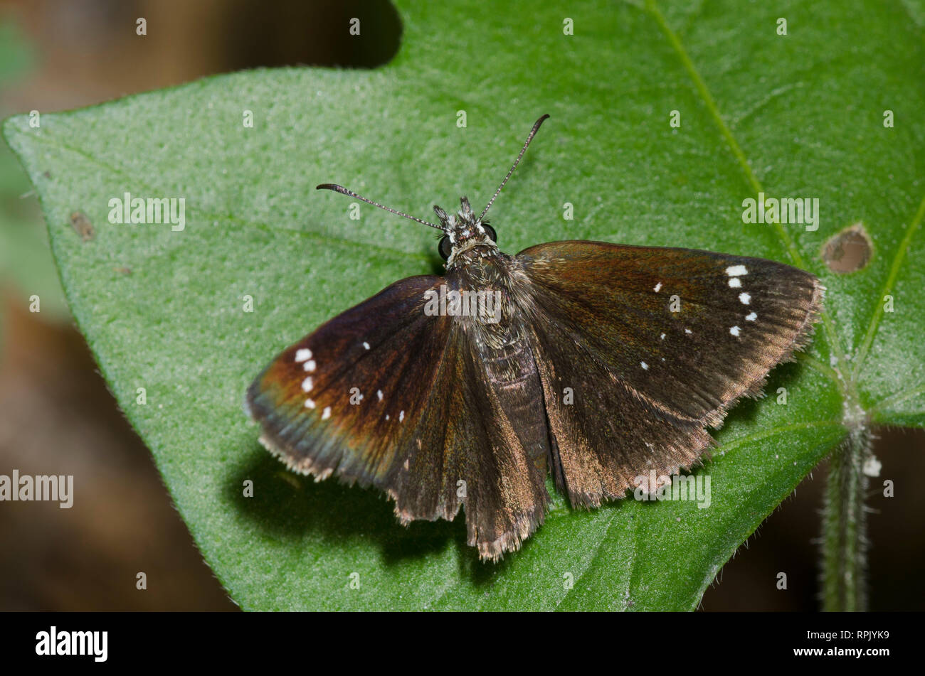 Common sootywing butterfly hi-res stock photography and images - Alamy