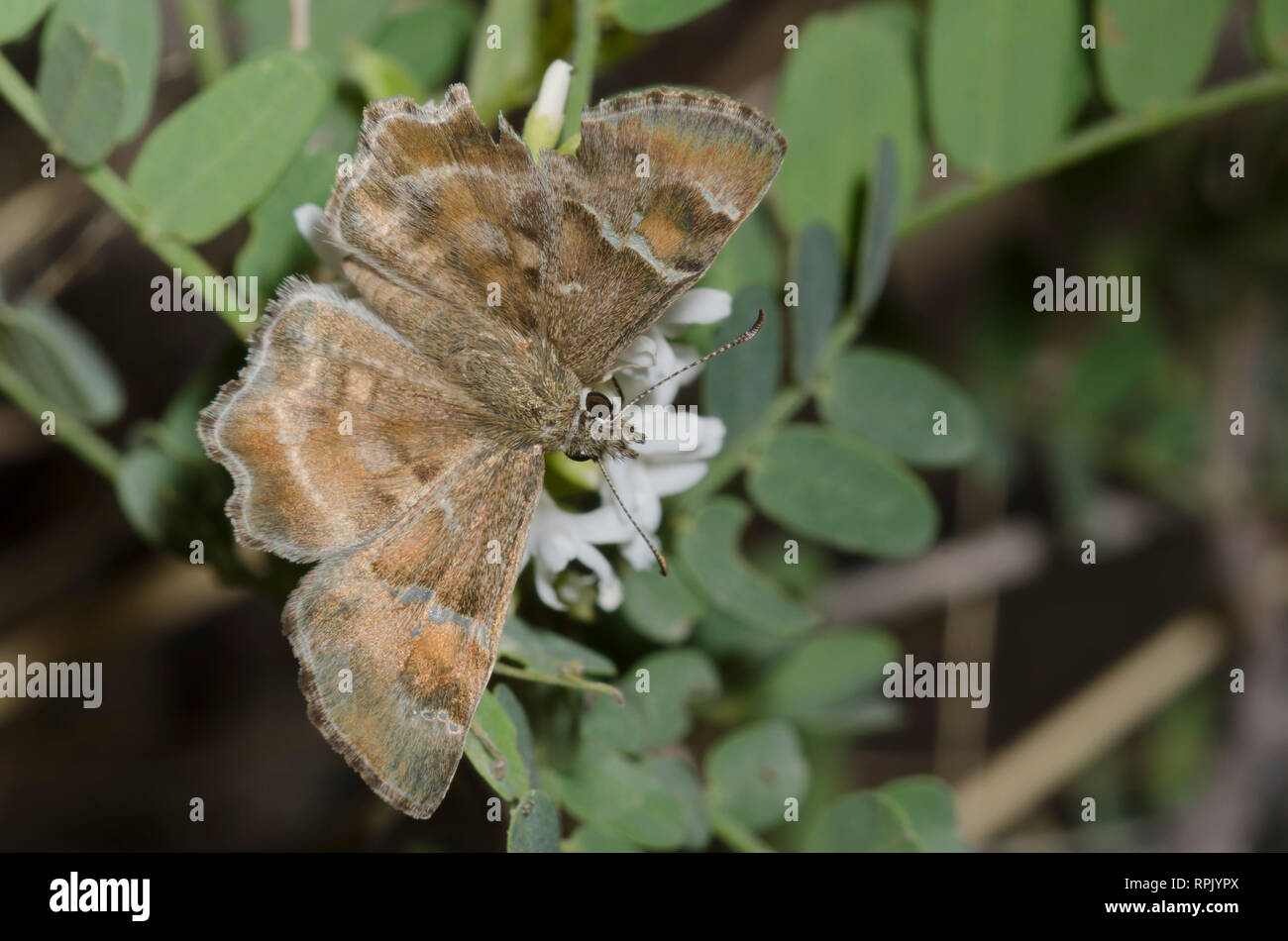 Arizona powdered skipper hi-res stock photography and images - Alamy