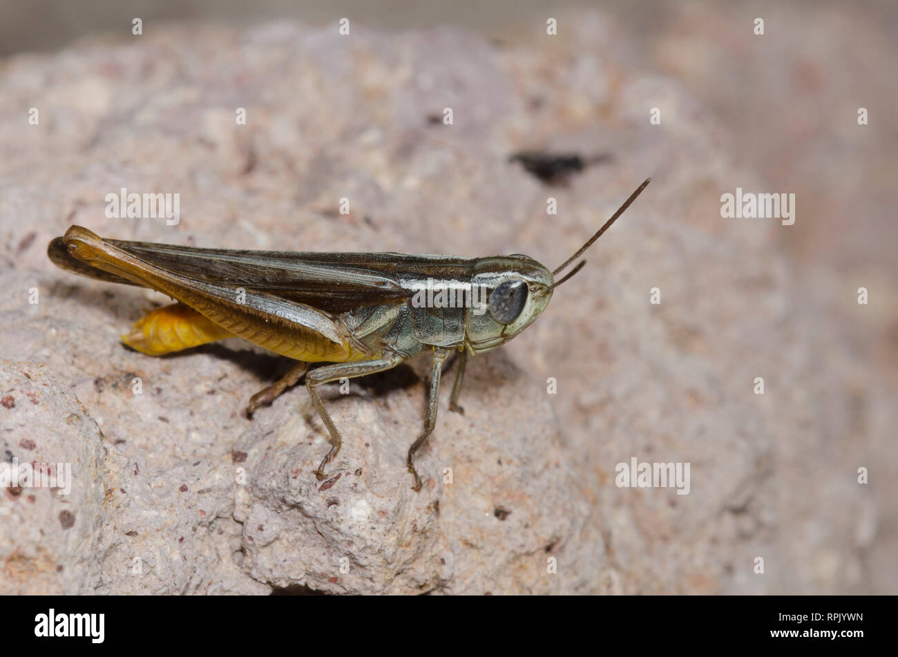 Brown Winter Grasshopper, Amblytropidia mysteca, male Stock Photo - Alamy