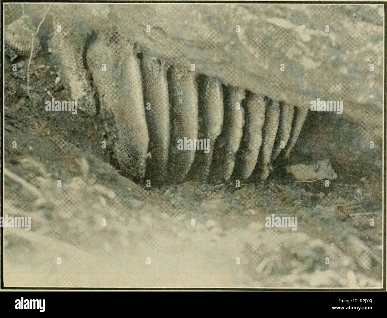 Choose box lid from hi-res stock photography and images - Alamy