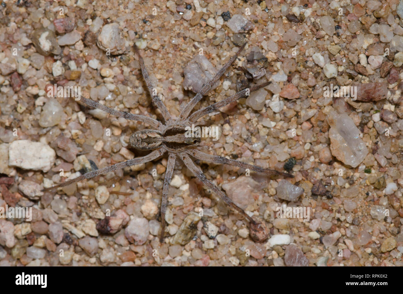 Wolf Spider, Hogna sp Stock Photo - Alamy