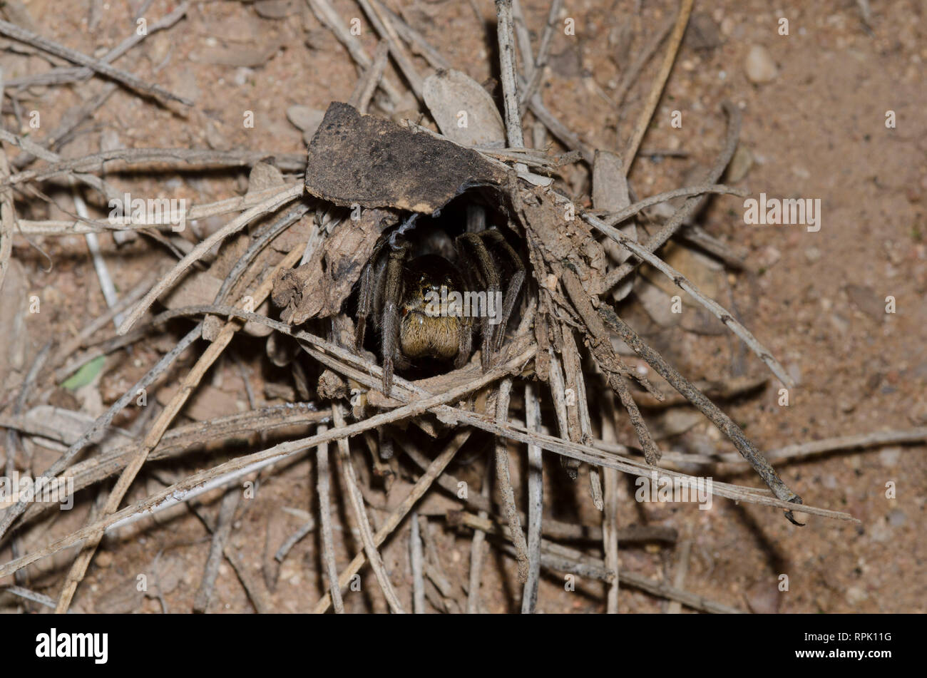 Burrowing Wolf Spider, Geolycosa sp., in burrow Stock Photo - Alamy