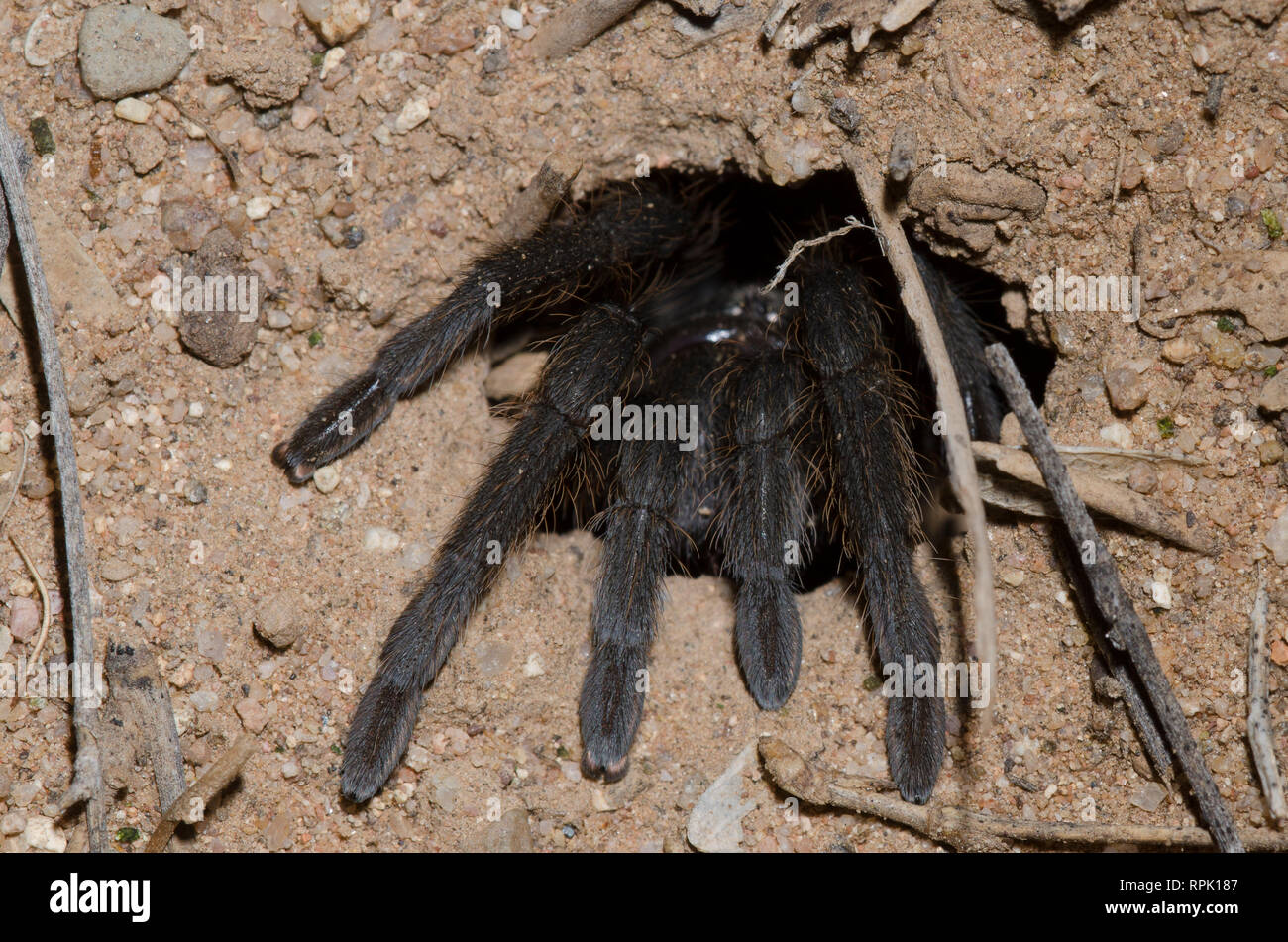 Arizona Blond Tarantula, Aphonopelma chalcodes, penultimate male at ...