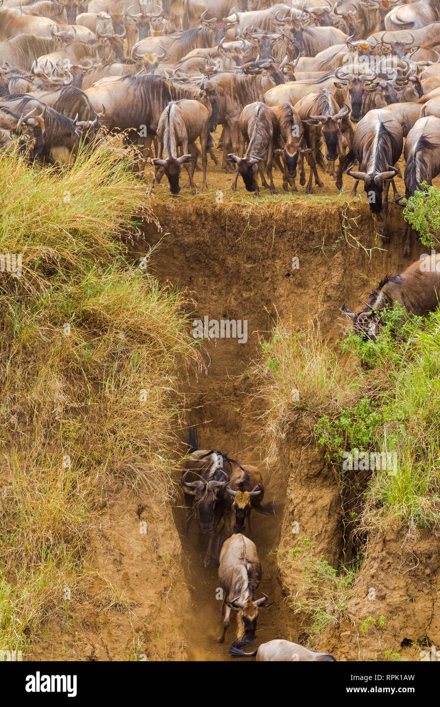 Mara River region. The beginning of a great migration. Kenya. Africa ...