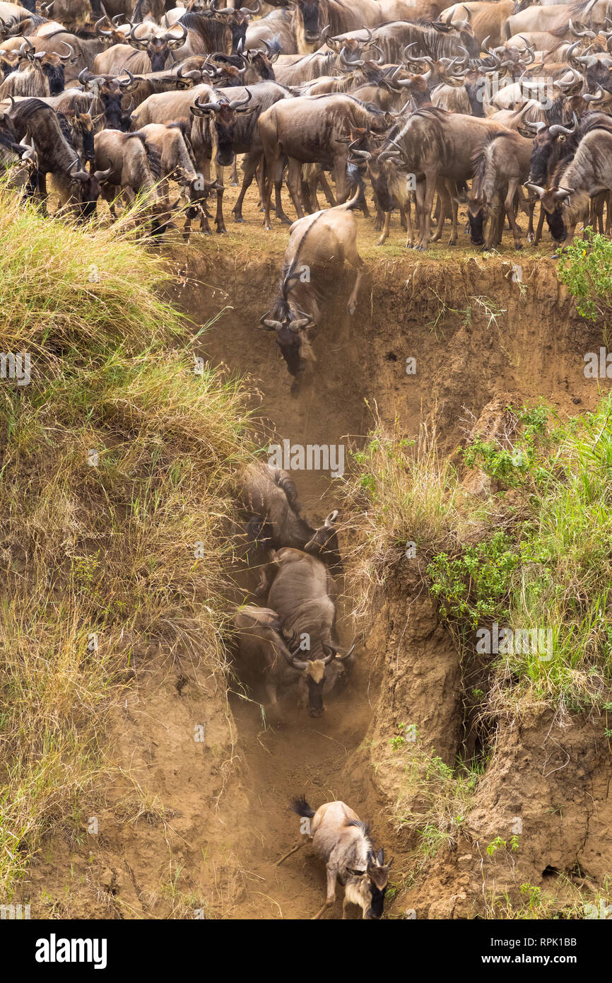 Mara River region. The beginning of a great migration. Kenya. Africa ...