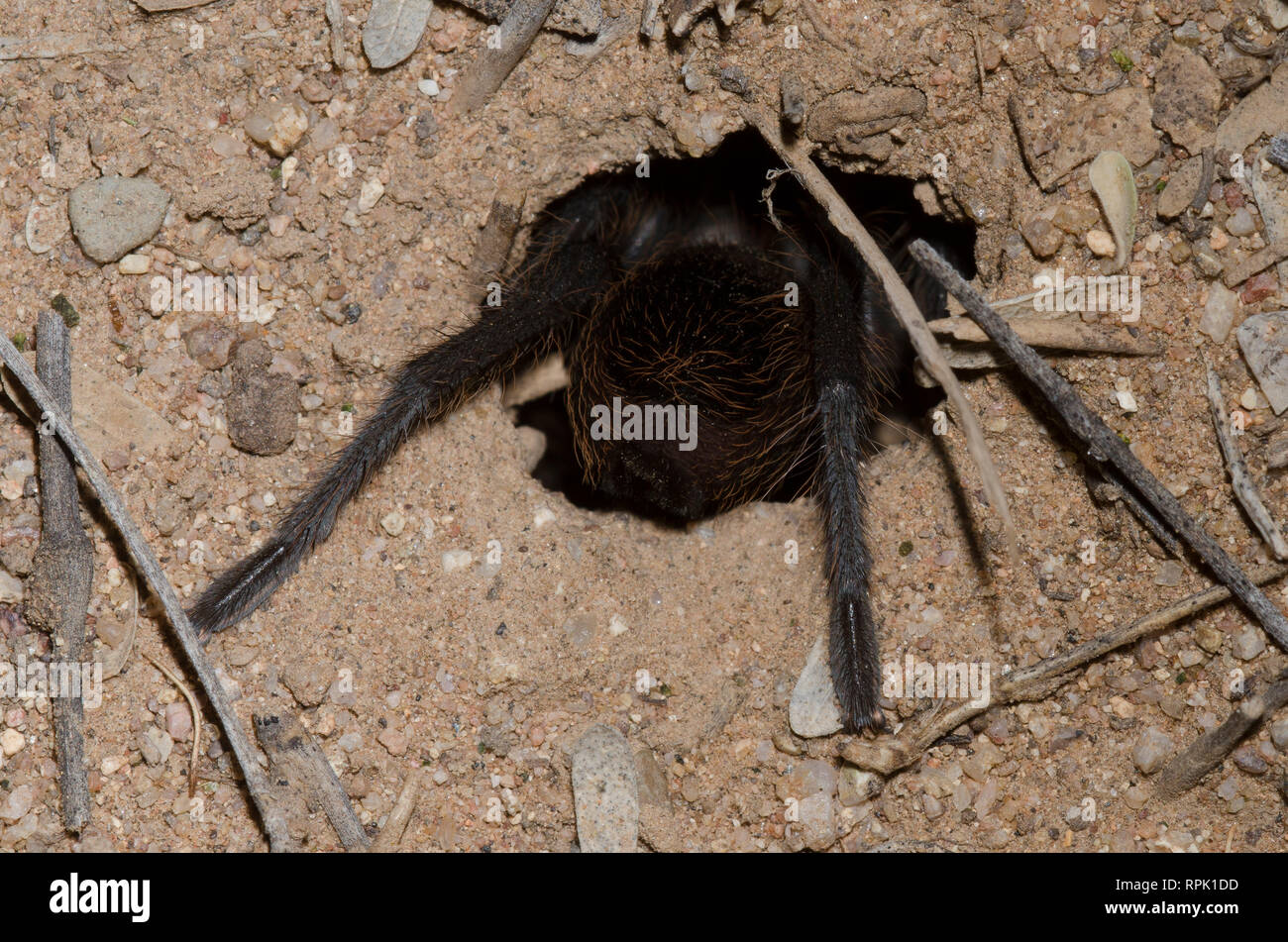 Arizona Blond Tarantula, Aphonopelma chalcodes, penultimate male ...