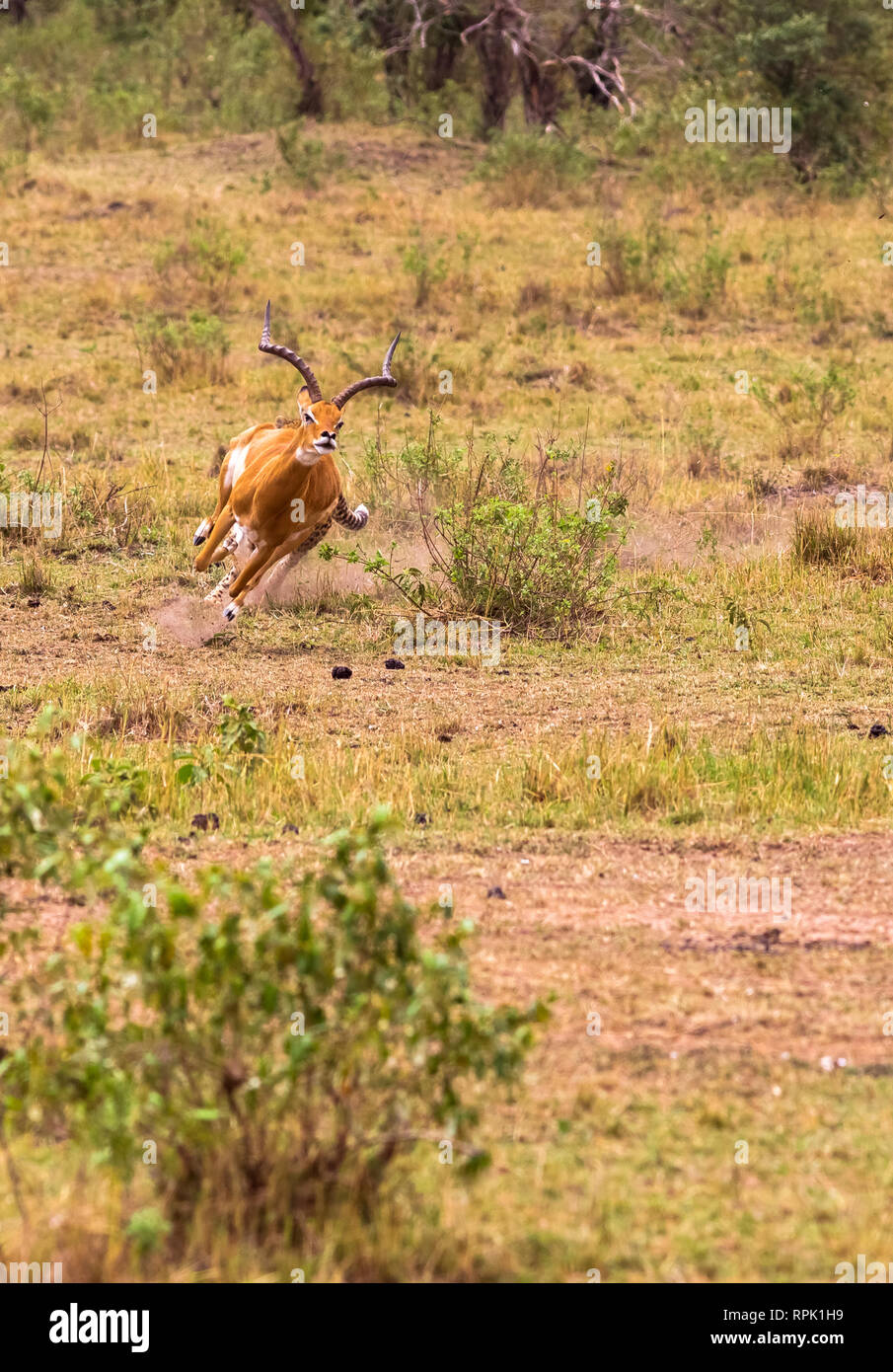 Photo series: Cheetah hunting for big Impala. The eighth episode. Masai ...