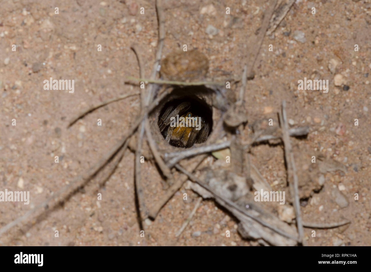 Burrowing Wolf Spider, Geolycosa sp., in burrow Stock Photo - Alamy