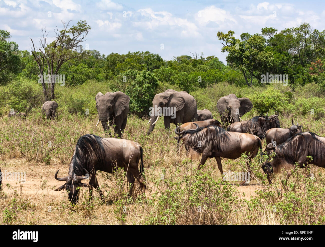 Elephants and wildebeests. A small group of herbivores in the savannah ...