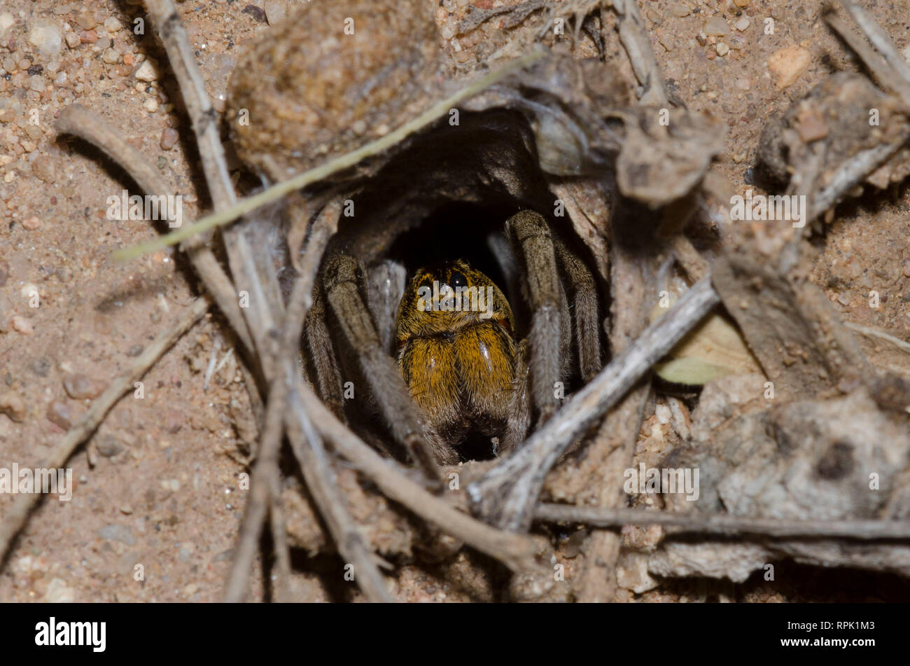 Burrowing Wolf Spider, Geolycosa sp., in burrow Stock Photo - Alamy