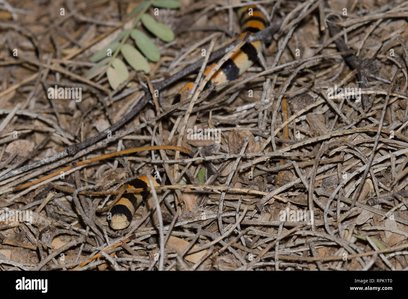 Variable Sandsnake, Chilomeniscus stramineus, hunting in ground cover ...