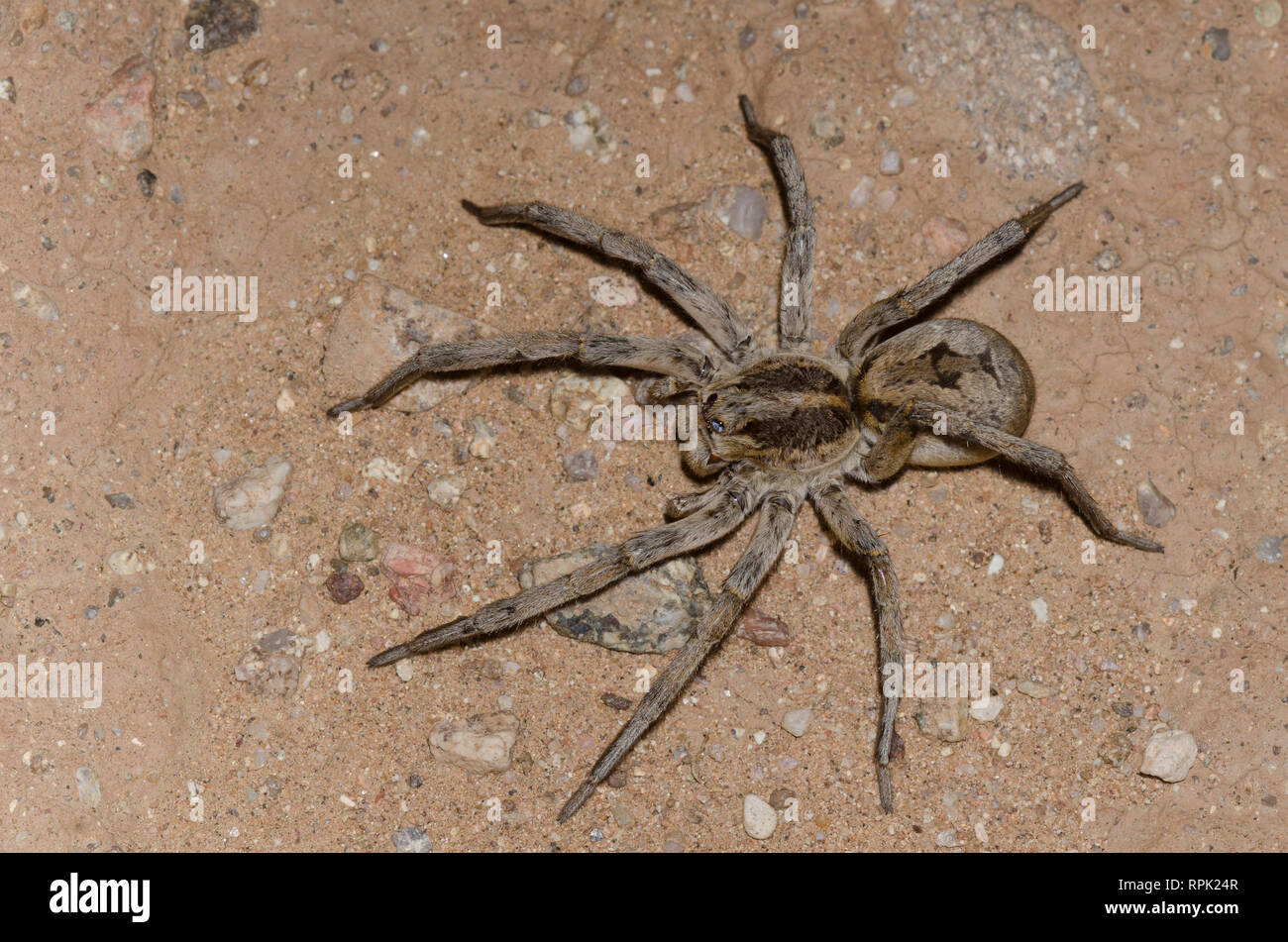 Carolina Wolf Spider, Hogna carolinensis Stock Photo - Alamy