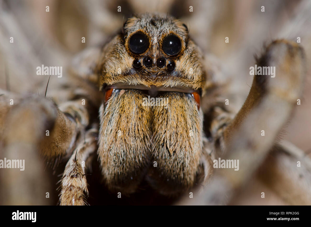 Carolina Wolf Spider, Hogna carolinensis Stock Photo - Alamy