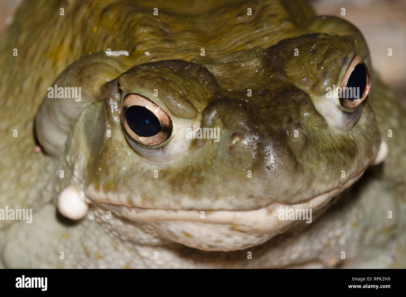 Sonoran Desert Toad, Incilius alvarius Stock Photo - Alamy