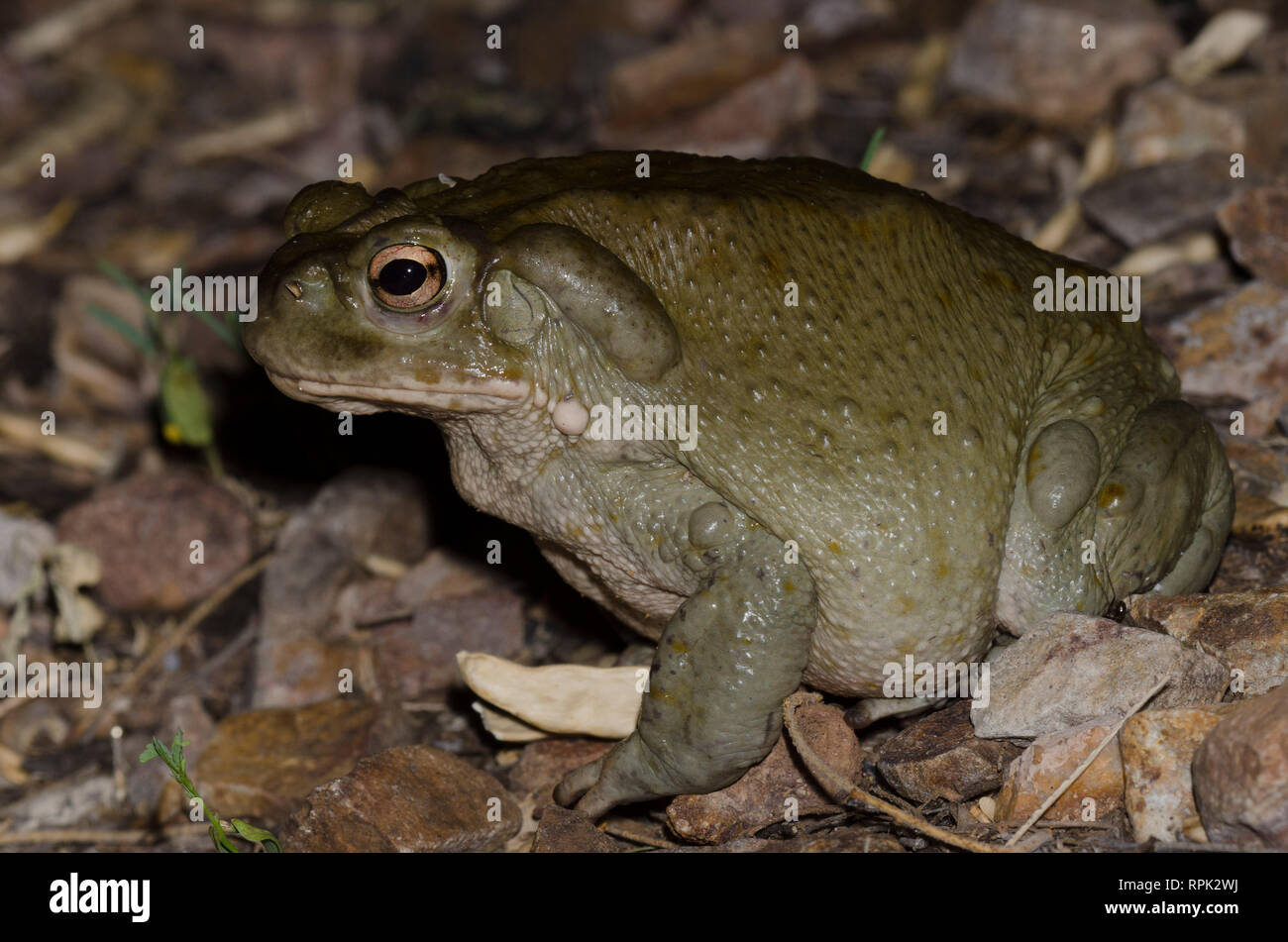 Sonoran Desert Toad, Incilius alvarius Stock Photo - Alamy