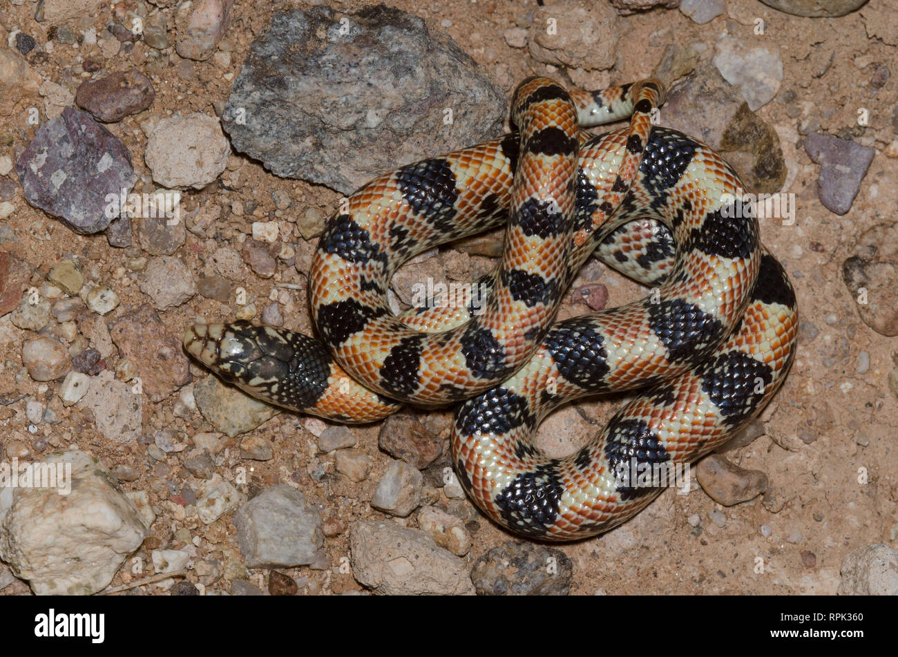 Long nosed snake hi-res stock photography and images - Alamy