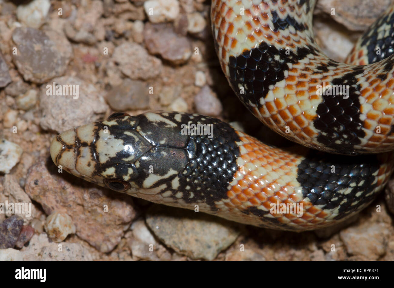 Long-nosed Snake, Rhinocheilus lecontei Stock Photo - Alamy