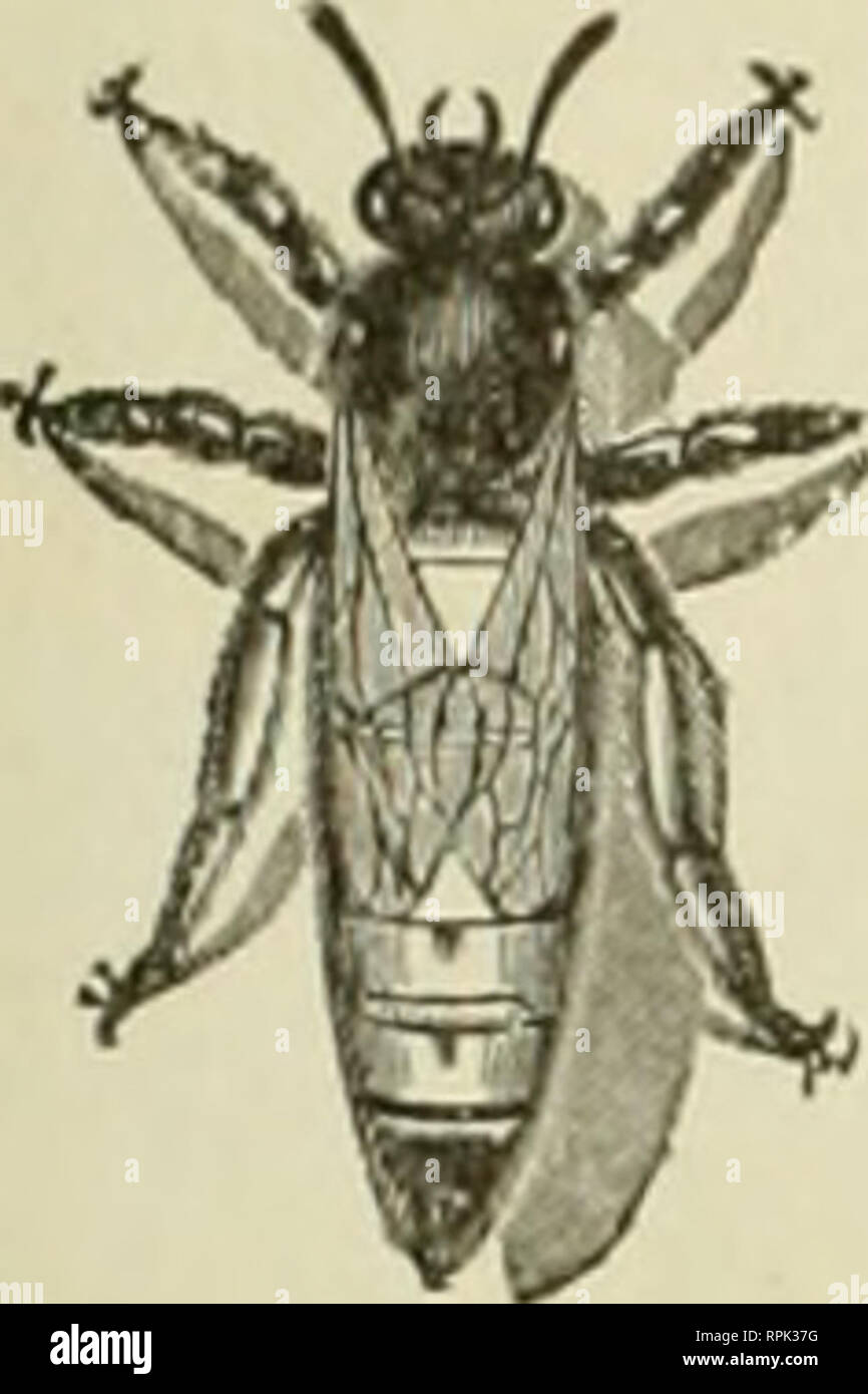 . American bee journal. Bee culture; Bees. . Please note that these ...