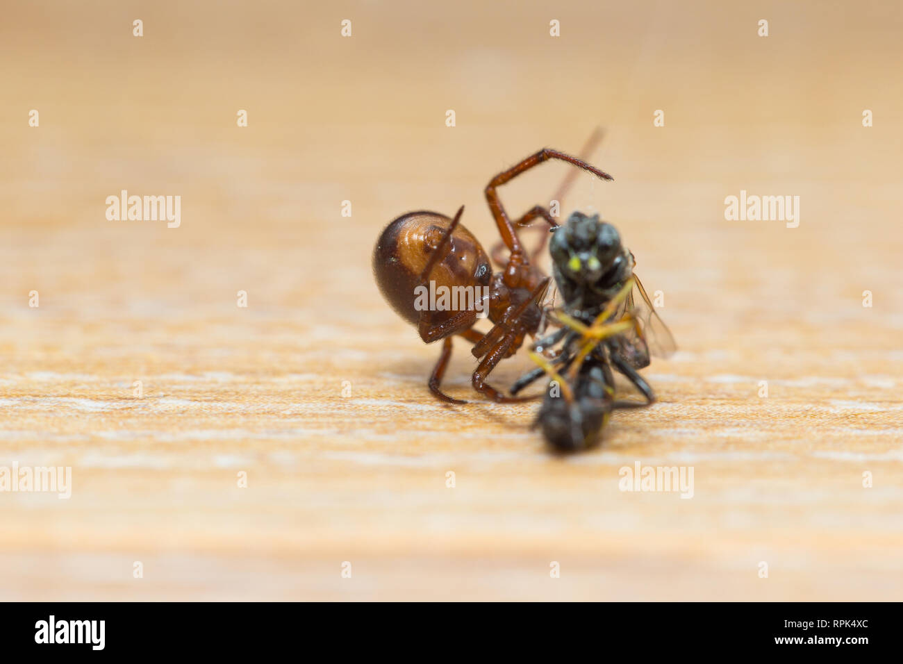 Cob-web spider with prey indoors Stock Photo - Alamy