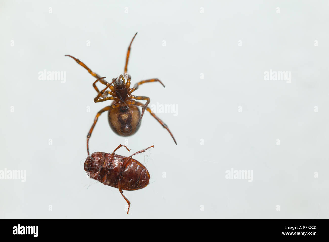 Cob-web spider with prey indoors Stock Photo - Alamy