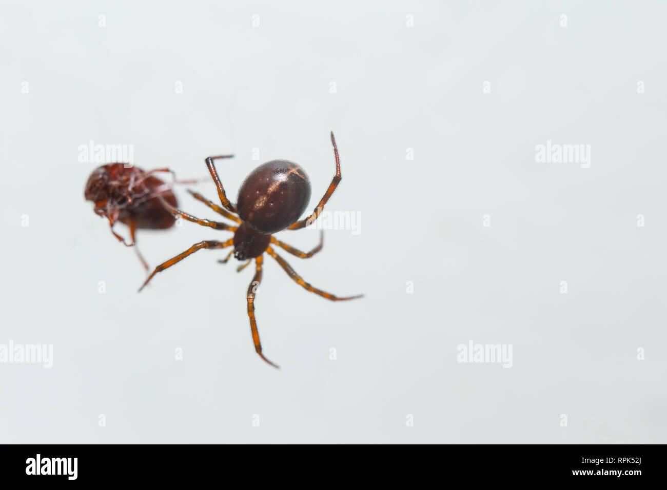 Cob-web spider with prey indoors Stock Photo - Alamy