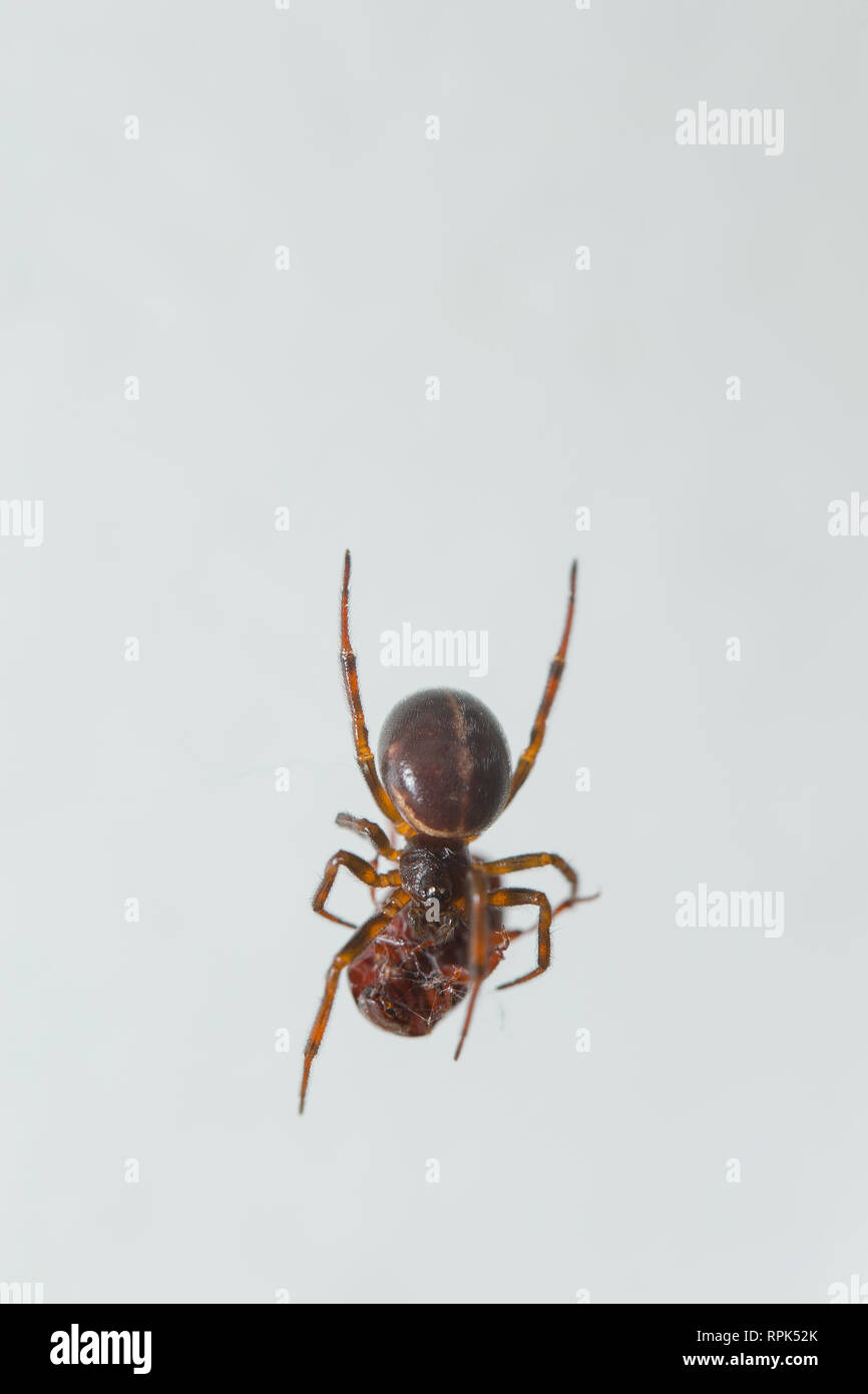 Cob-web spider with prey indoors Stock Photo - Alamy