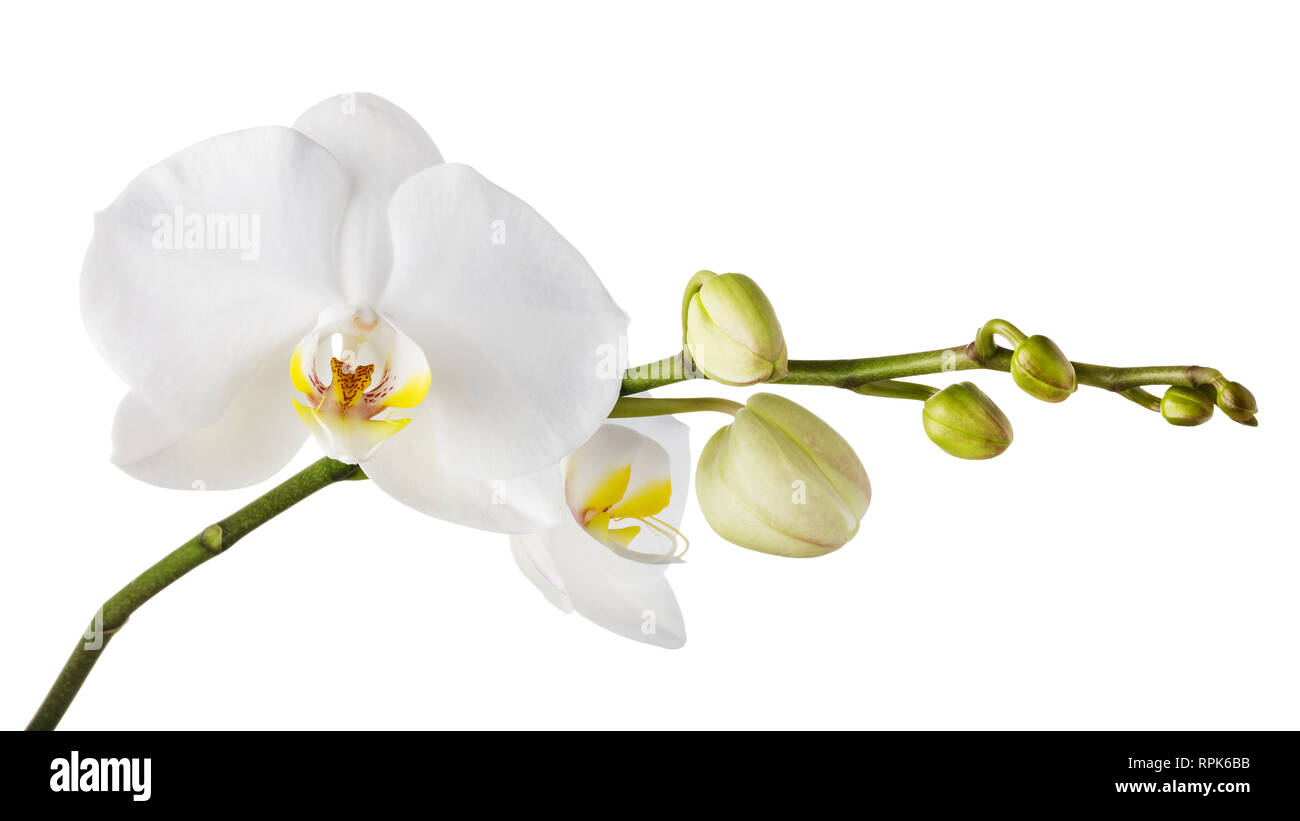 Branch of a blooming white orchid with a yellow color in the middle and ...