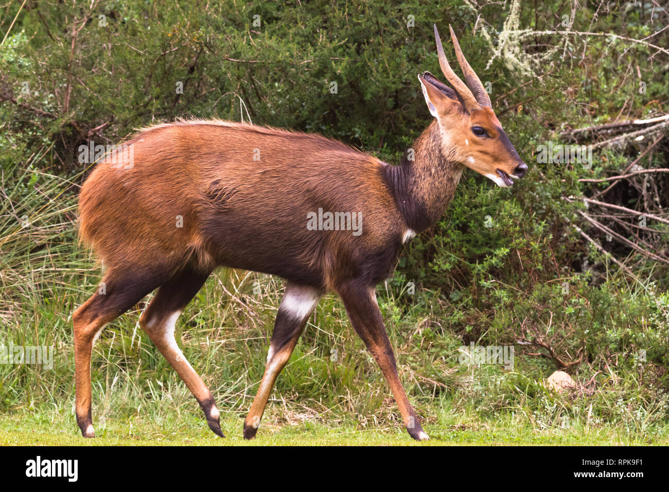 Bushbuck antelope in africa hi-res stock photography and images - Alamy