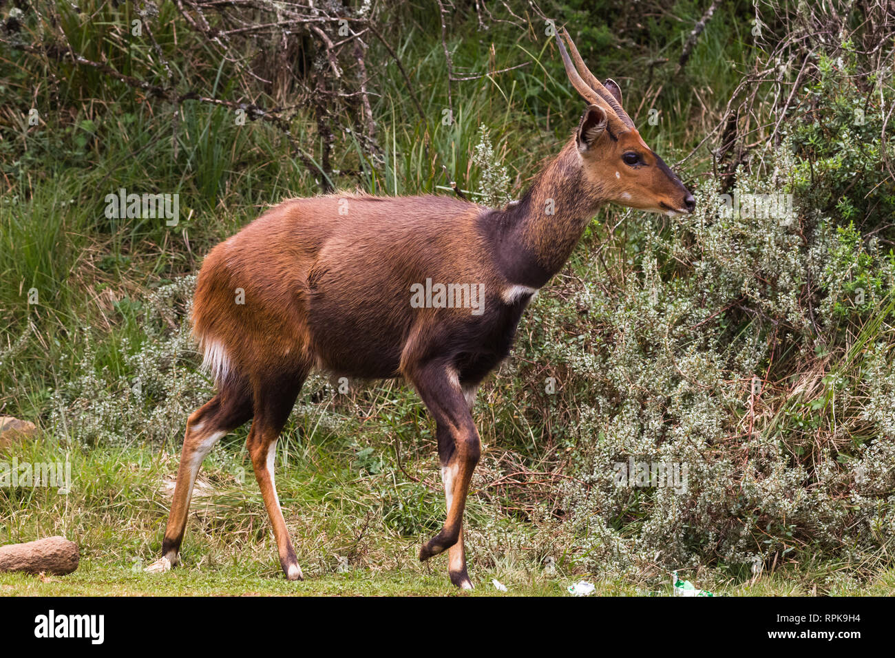 Bushbuck antelope hi-res stock photography and images - Alamy