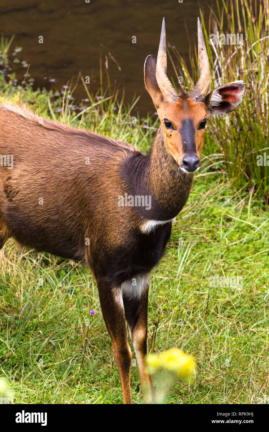 Portrait of antelope Bushbuck. Aberdare, Kenya Stock Photo - Alamy