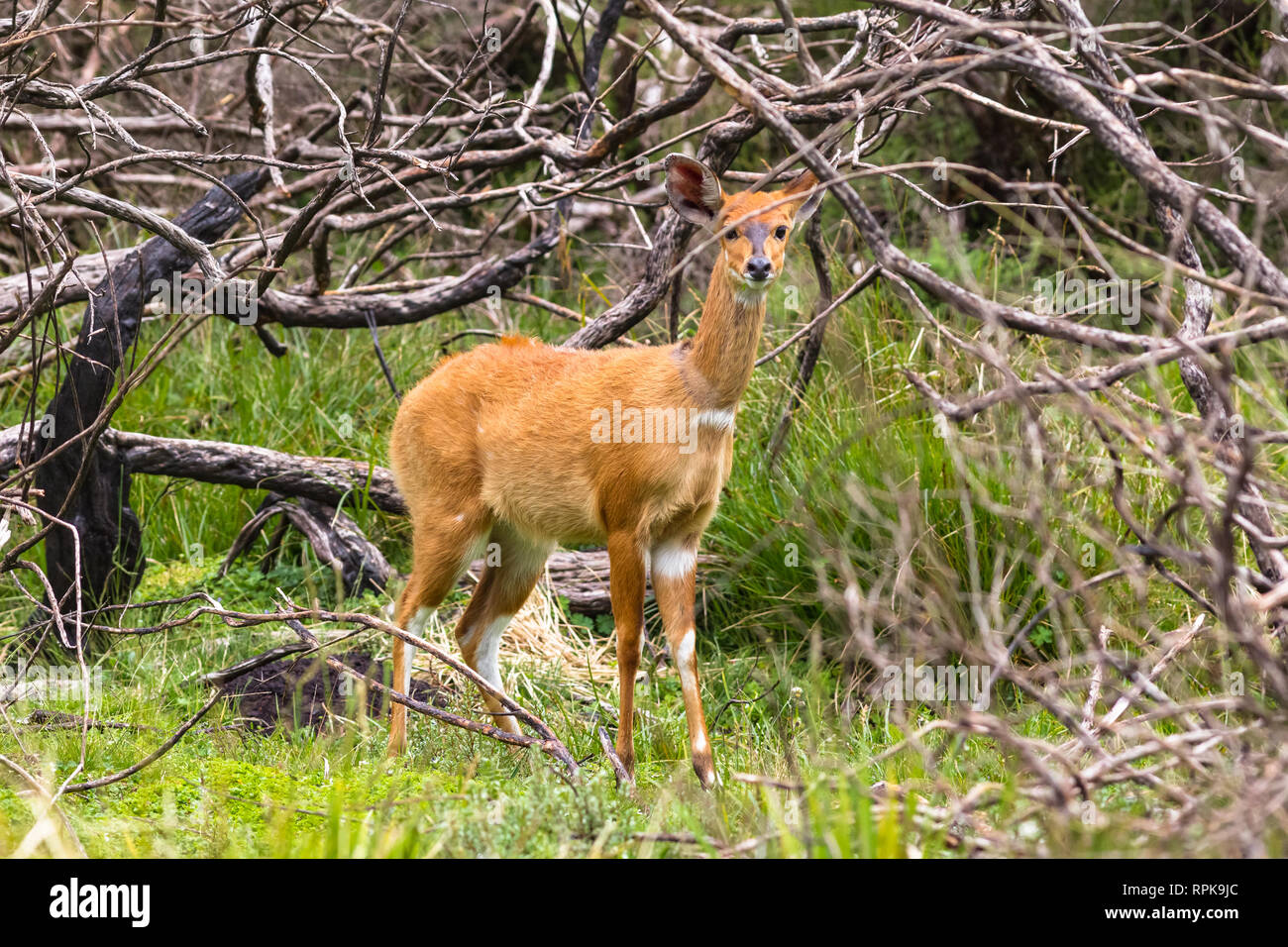 Light bushbuck in the bush. Aberdare, Kenya Stock Photo - Alamy