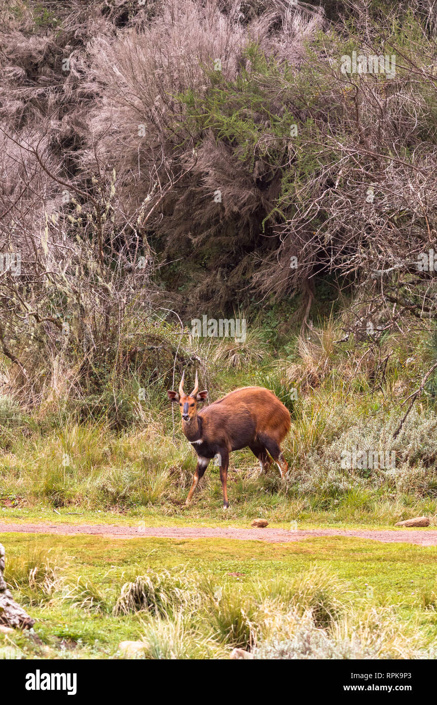 African forest edge hi-res stock photography and images - Alamy