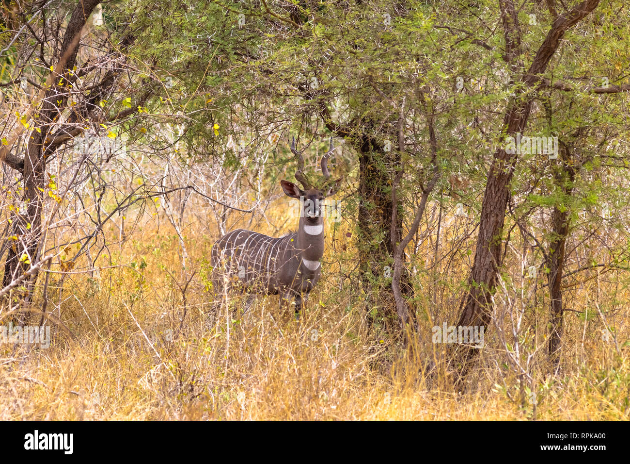 Portrait of beautiful lesser kudu in the thickets of Meru. Kenya ...