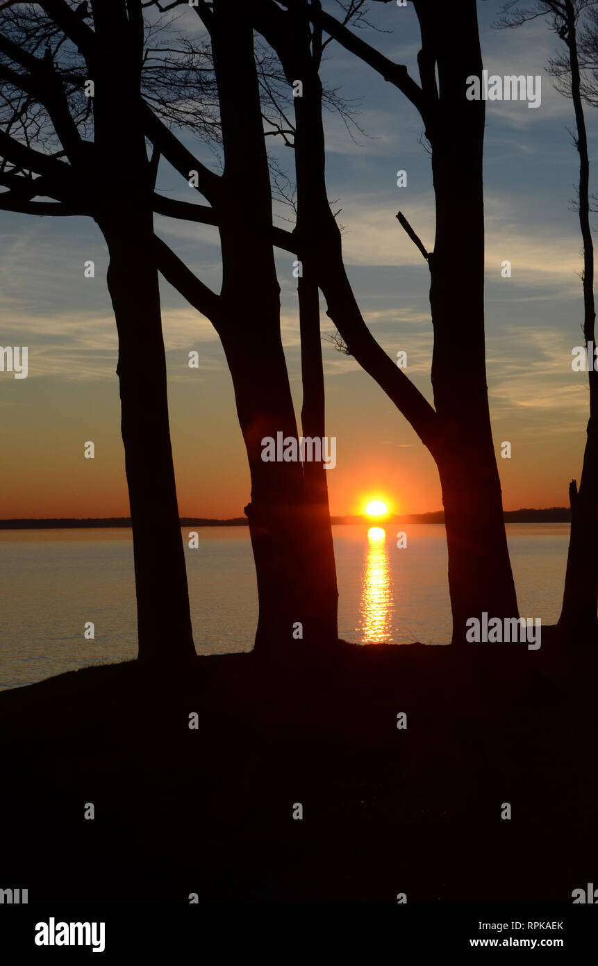 Sunset over the see seen trough silhouettes of large trees Stock Photo ...