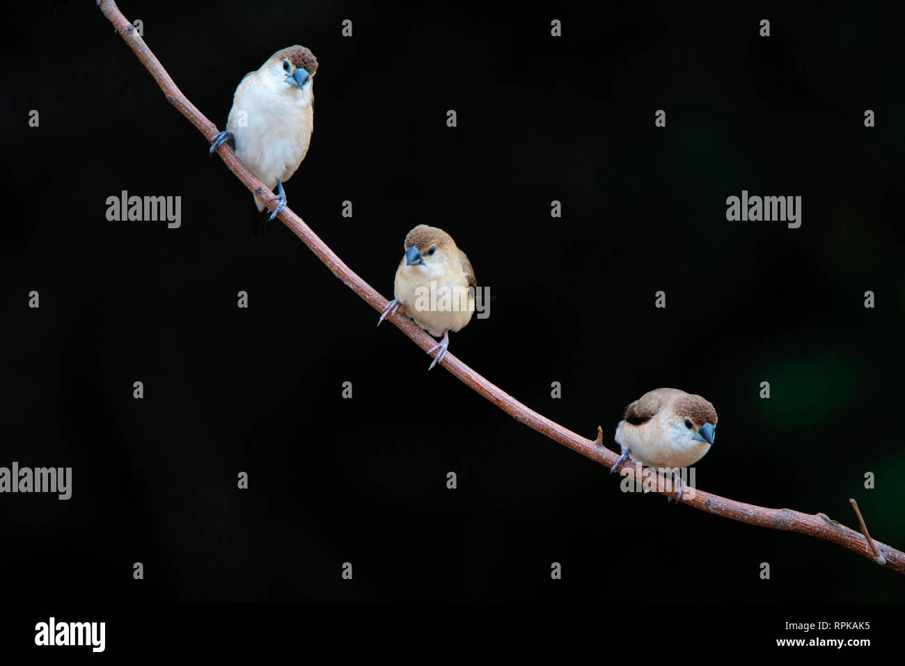 Indian silverbill, Euodice malabarica, Hampi, Karnataka, India Stock ...