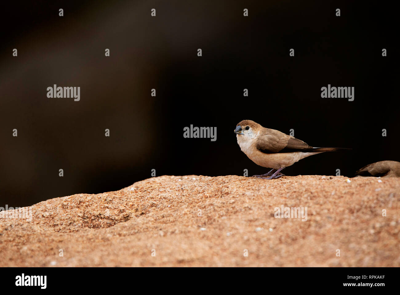 Indian silverbill, Euodice malabarica, Hampi, Karnataka, India Stock ...