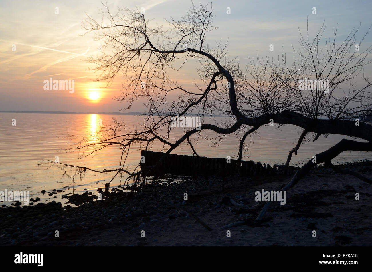 Sunset over the see seen trough silhouettes of a fallen tree Stock ...