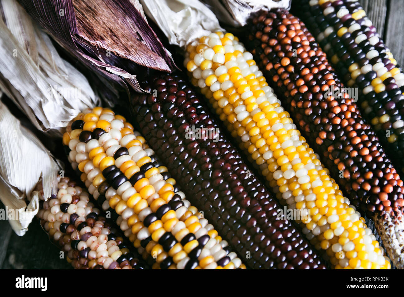 Indian Corn Stalks, Rustic Style For Autumn Decor Stock Photo - Alamy