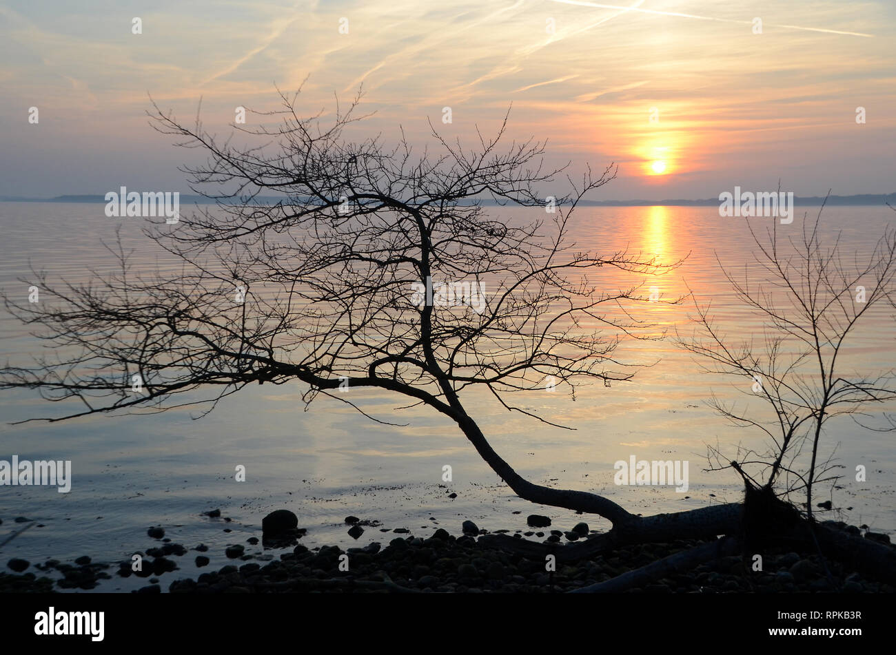 Sunset over the see seen trough silhouette of a small tree Stock Photo ...