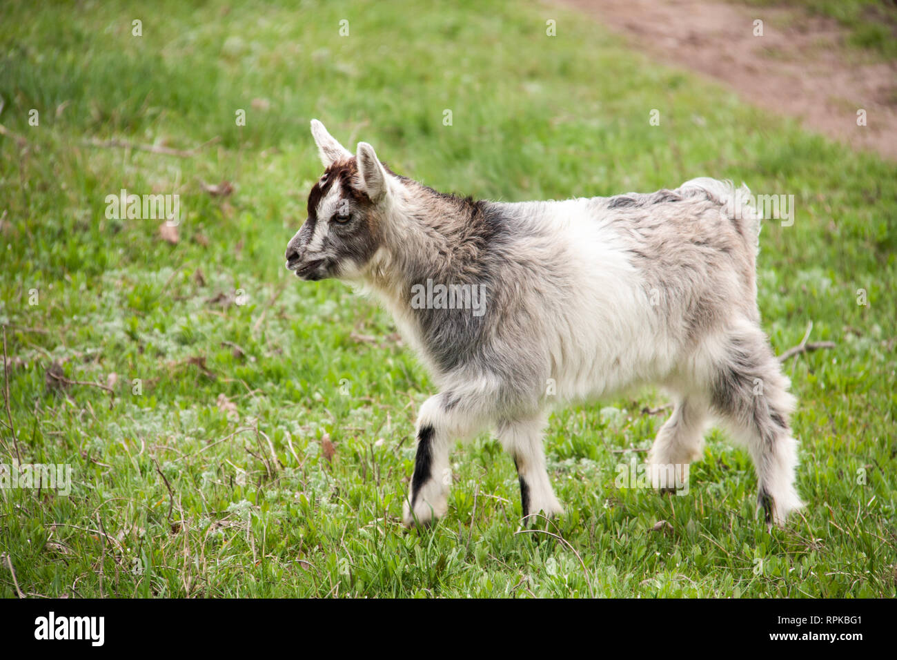 One little kid goat is grazing on the grass Stock Photo - Alamy